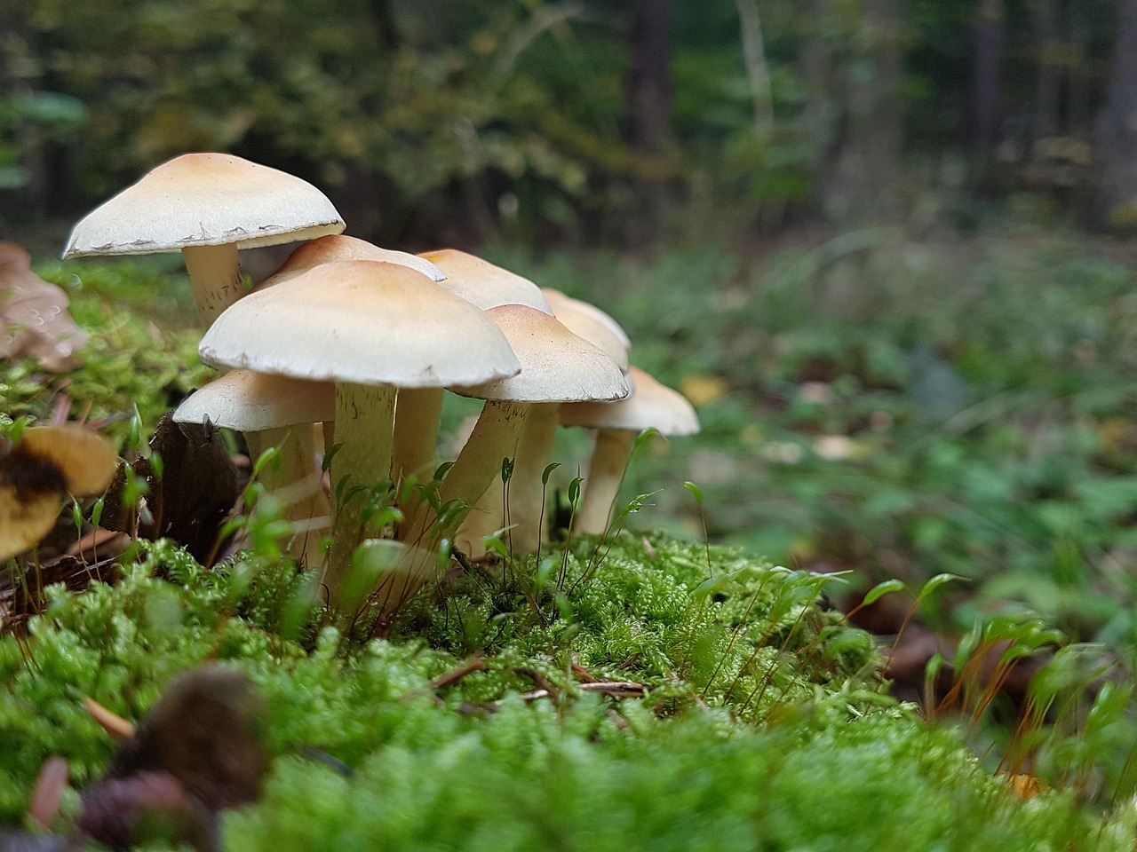 Pilze Wald Moos - Kostenloses Foto auf Pixabay - Pixabay