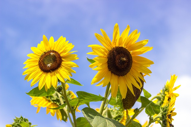 Flowers Sunflowers Summer - Free photo on Pixabay - Pixabay
