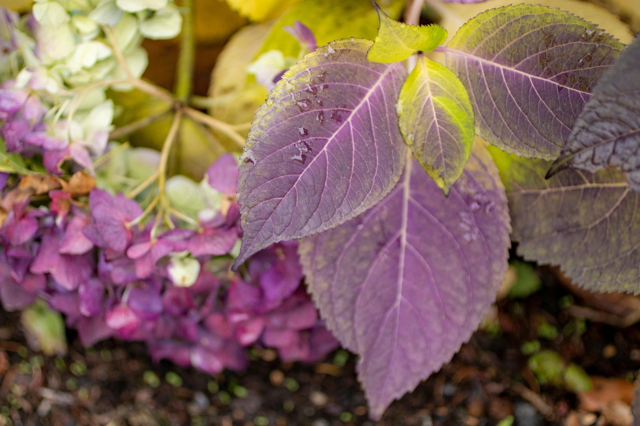Hydrangea Bunga-Bunga Daun-Daun - Foto gratis di Pixabay - Pixabay