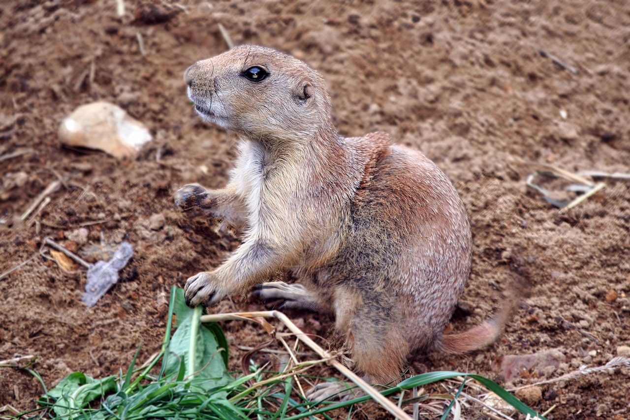 Prairie Dog Mammal Rodent - Free photo on Pixabay
