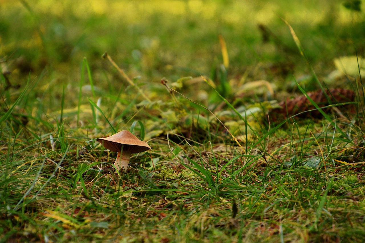 Seta Hongo Otoño Bosque - Foto gratis en Pixabay - Pixabay