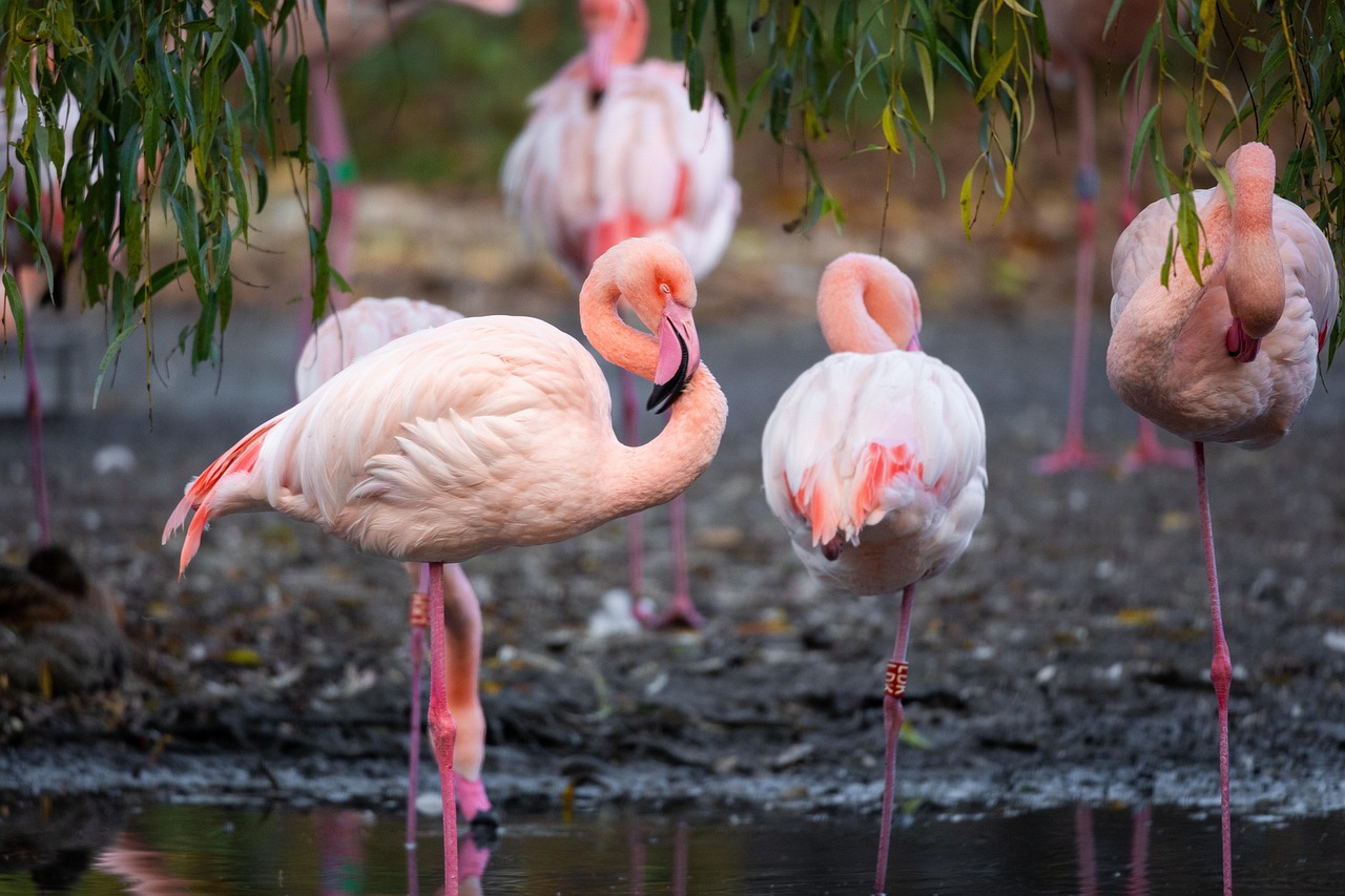 Flamingo Bird Nature - Free photo on Pixabay - Pixabay
