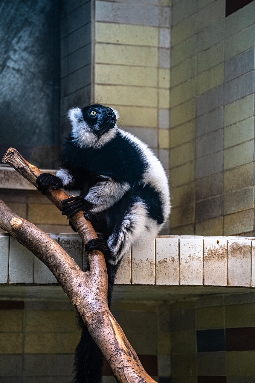 Natural Animal Macaco Lêmure De - Foto gratuita no Pixabay - Pixabay