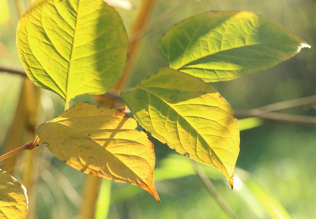 Frunze Toamnă Plante - Fotografie gratuită pe Pixabay - Pixabay