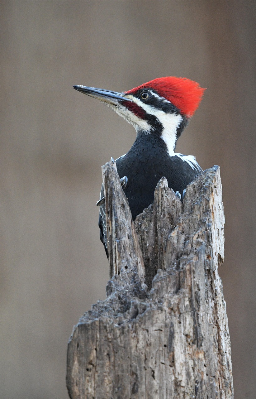 50+ Free Pileated & Pileated Woodpecker Images - Pixabay