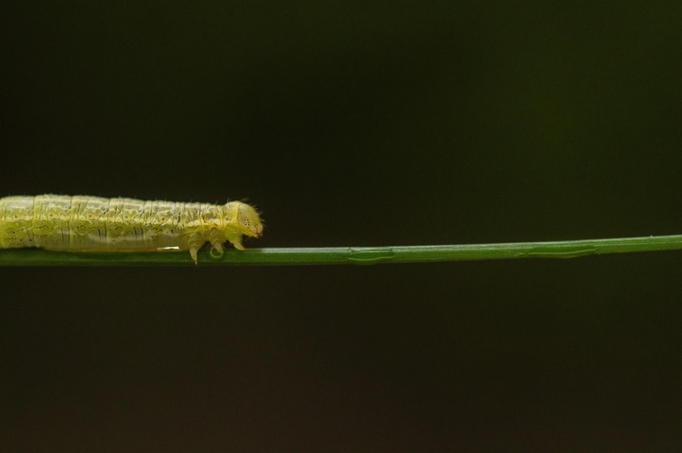 Insect Macro Nature - Free photo on Pixabay