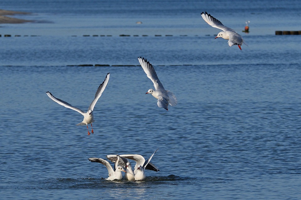 Baltic Sea Seagulls Beach - Free photo on Pixabay