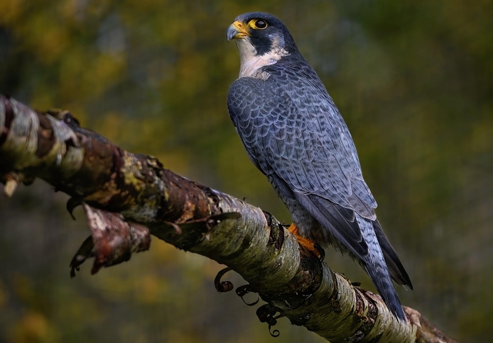 Peale'S Falcon Peregrine - Free photo on Pixabay