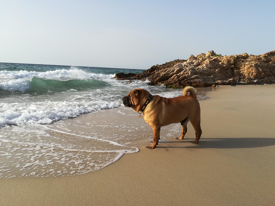 Perro Playa Mar - Foto gratis en Pixabay - Pixabay