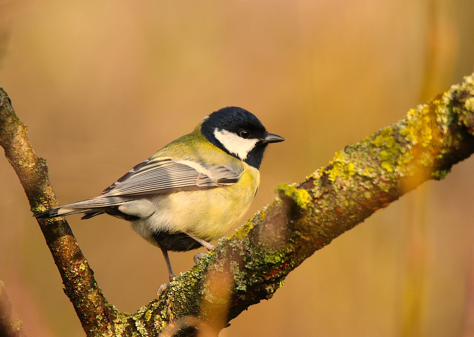 Bird Nature Animal - Free photo on Pixabay