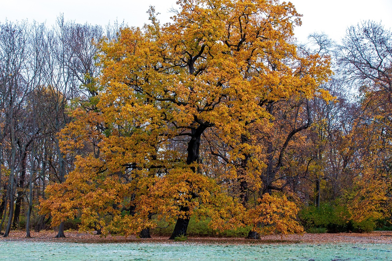 Tree Fall Nature - Free photo on Pixabay - Pixabay