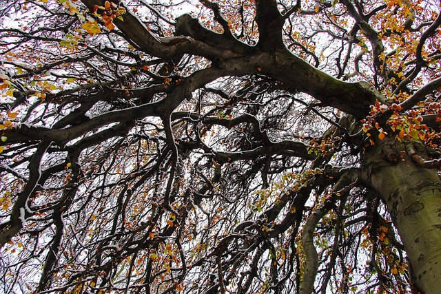 Tree Branches Autumn - Free photo on Pixabay