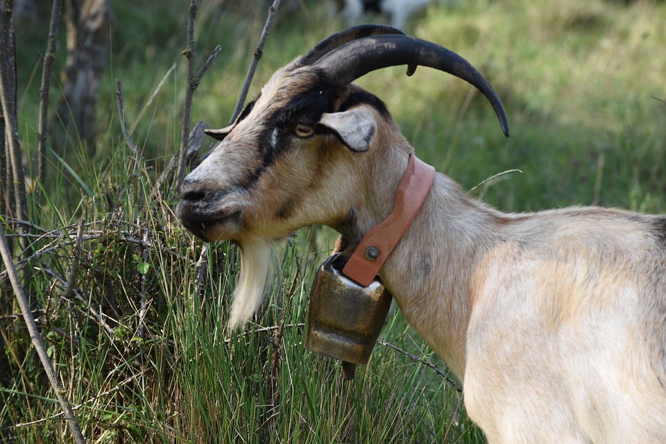 Nature Animal Goat - Free photo on Pixabay