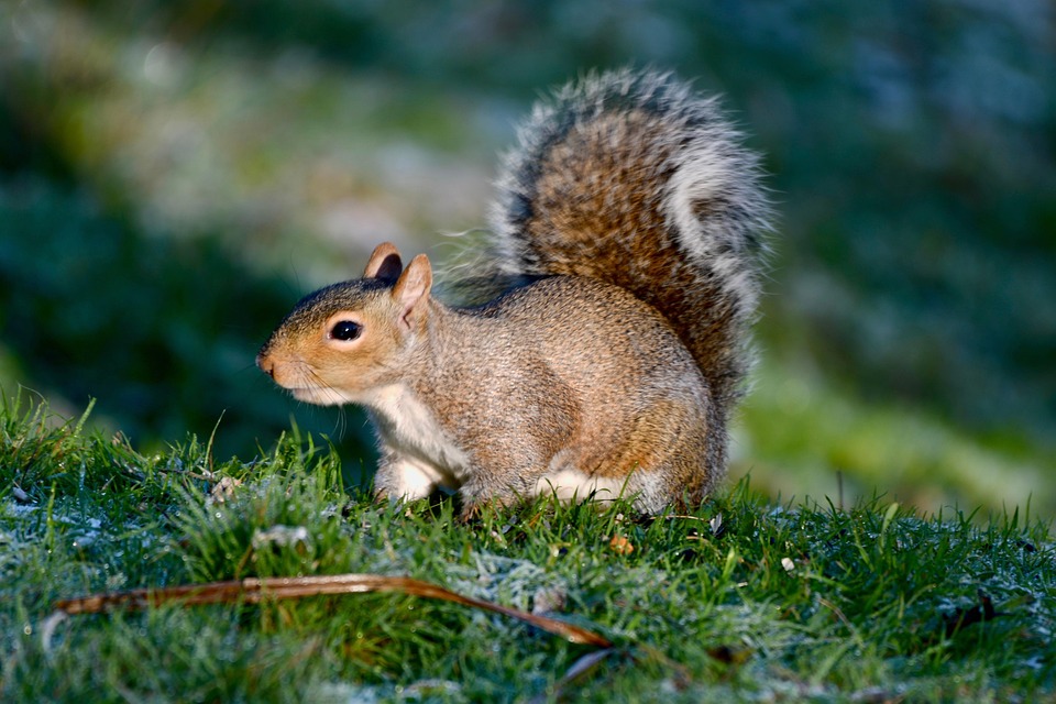 Squirrel Rodent Cute - Free photo on Pixabay - Pixabay