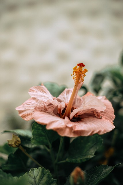 Flower Hibiscus Ocean Shore - Free photo on Pixabay