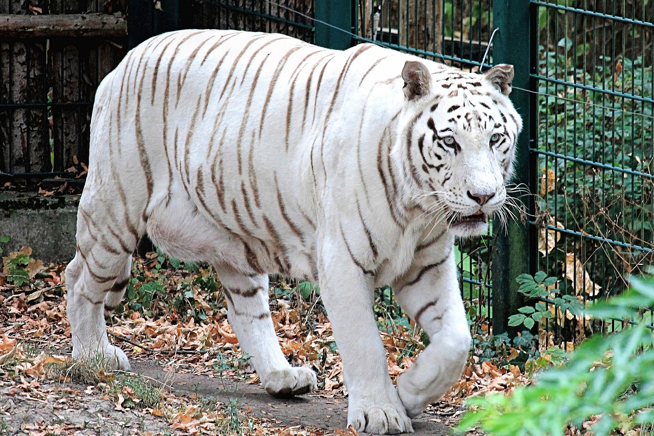 Tiger White Big Cat - Free photo on Pixabay