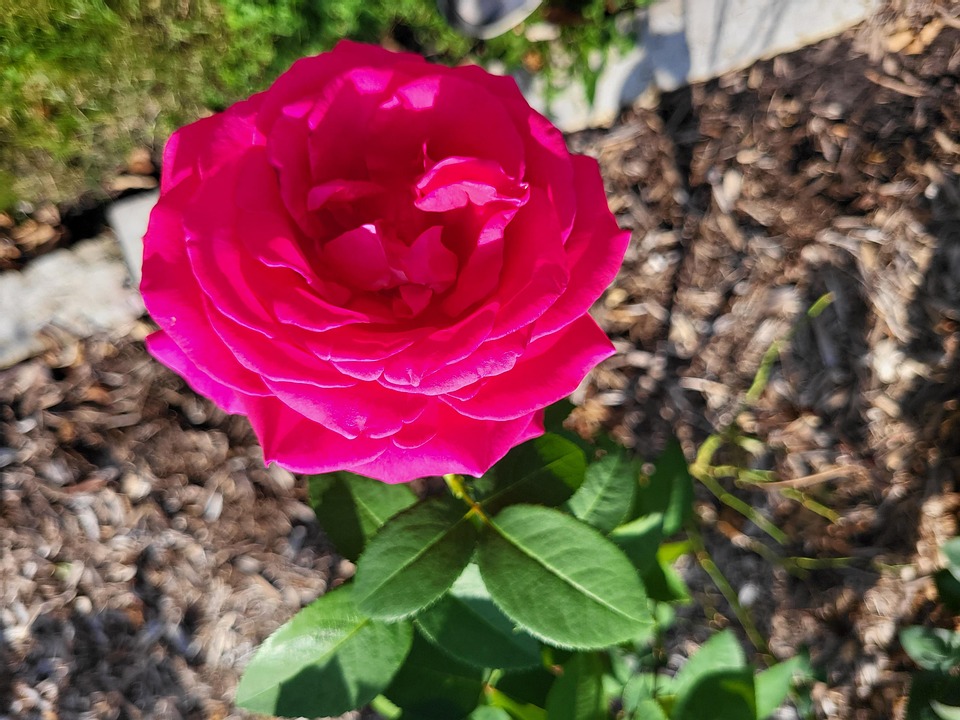 Rose Plantes La Perfection - Photo gratuite sur Pixabay - Pixabay