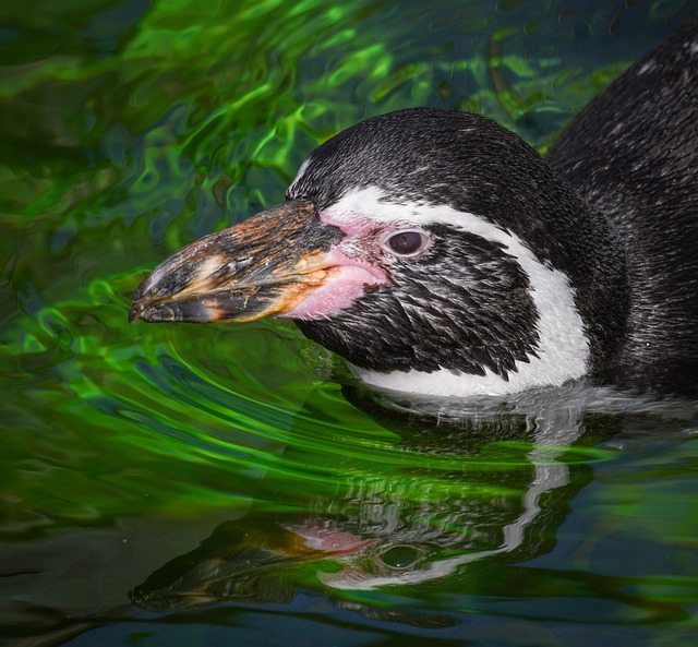Penguin Simmar Sea - Free photo on Pixabay
