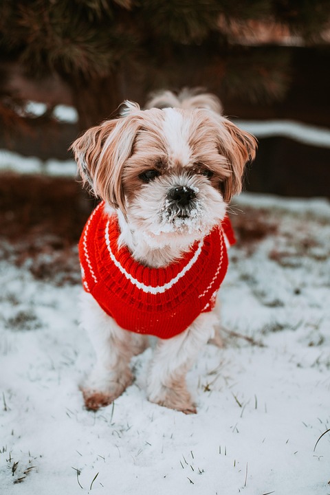 Dog Winter Snow - Free photo on Pixabay
