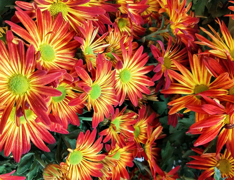 Flower Blossoms Flora - Free photo on Pixabay - Pixabay