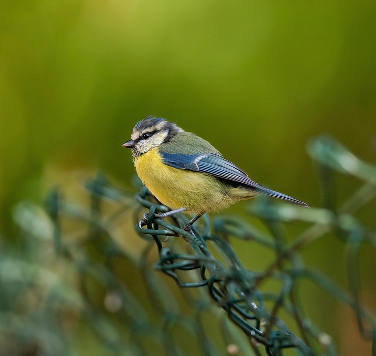 Blue Tit Bird Ornithology - Free photo on Pixabay