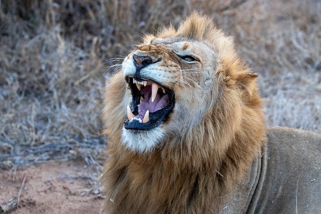 Africa Lion Teeth - Free photo on Pixabay - Pixabay