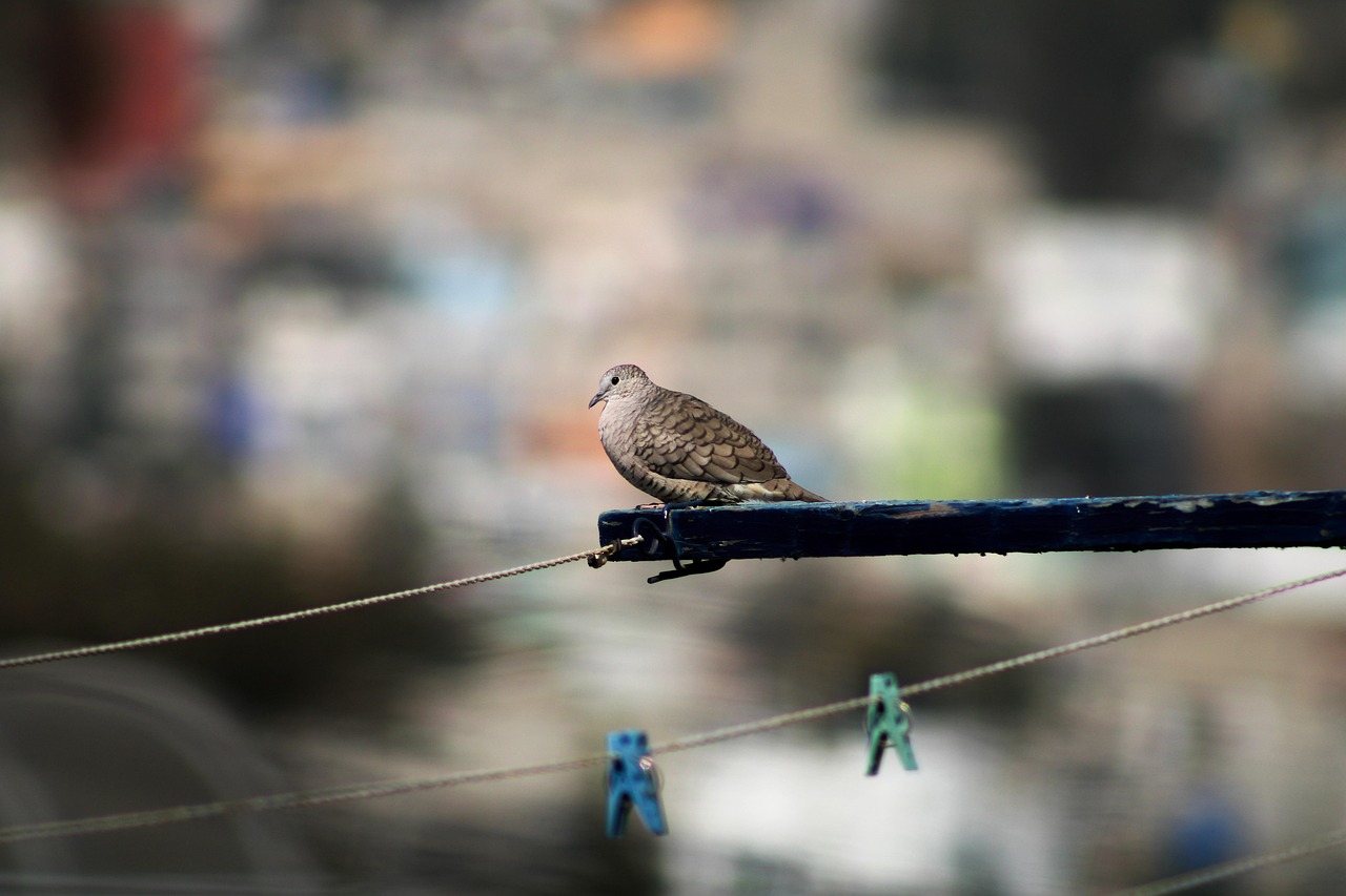Turtledove Bird Clothesline - Free photo on Pixabay