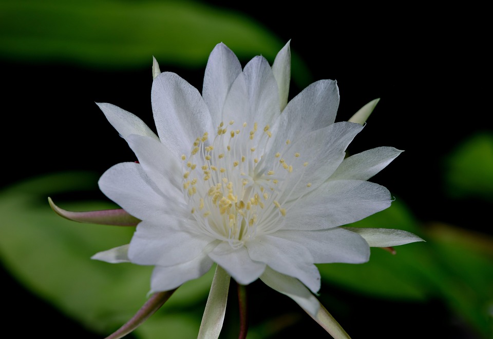 Queen Of The Night Flower - Free photo on Pixabay - Pixabay