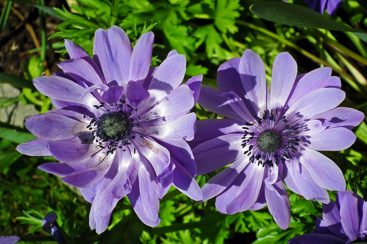 Anêmonas Flores Azul - Foto gratuita no Pixabay - Pixabay