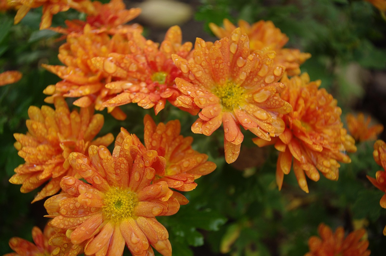 Chrysanthemum Flowers Plant - Free photo on Pixabay