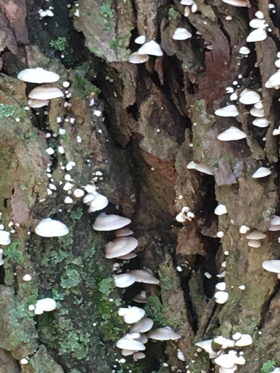 Mushrooms Forest Nature - Free photo on Pixabay - Pixabay