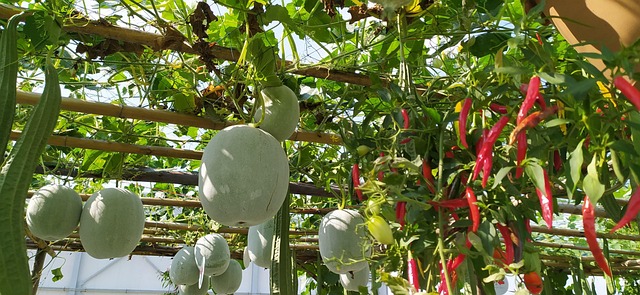 Plant Hatch Vegetables - Free photo on Pixabay - Pixabay