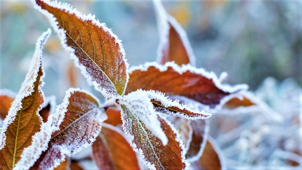 Givre Gel Hiver - Photo gratuite sur Pixabay - Pixabay