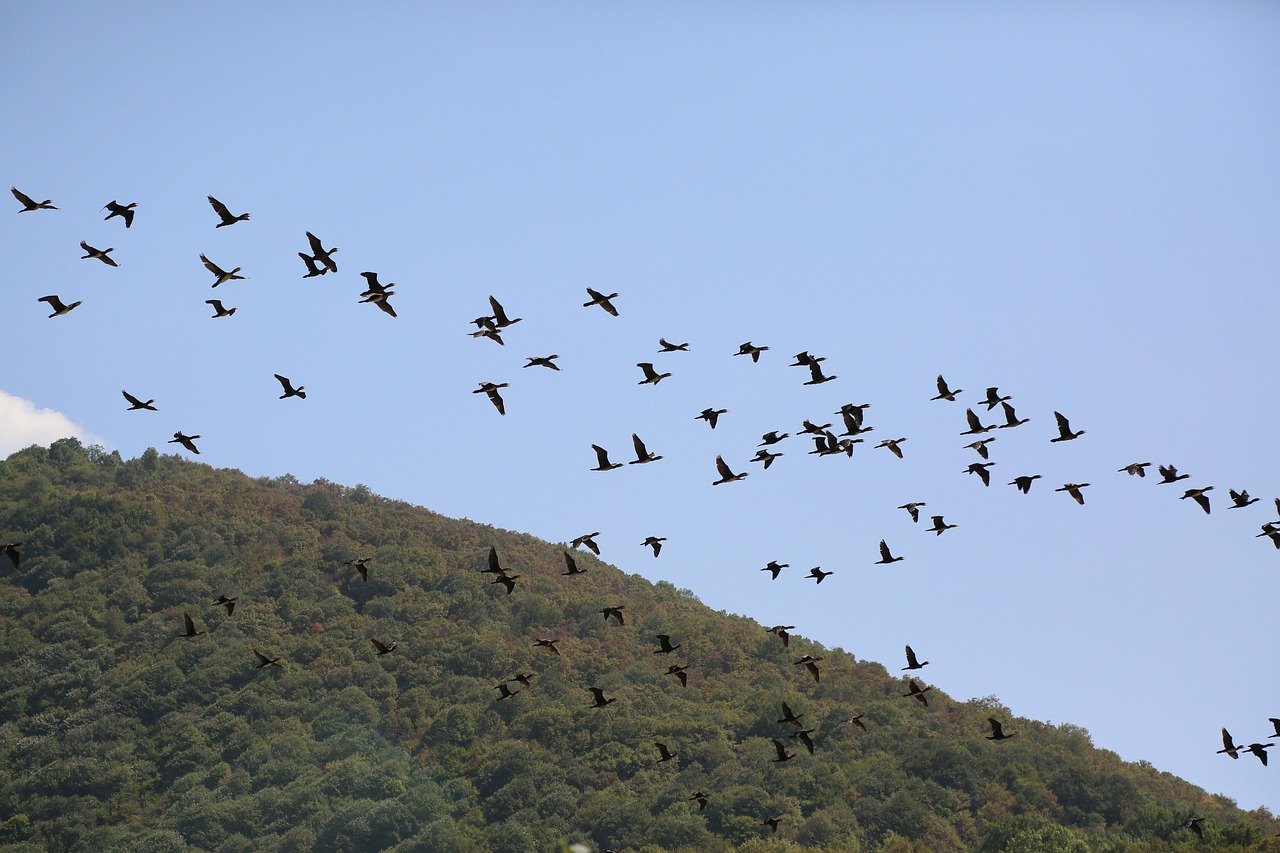 Birds Nature Mountain - Free photo on Pixabay