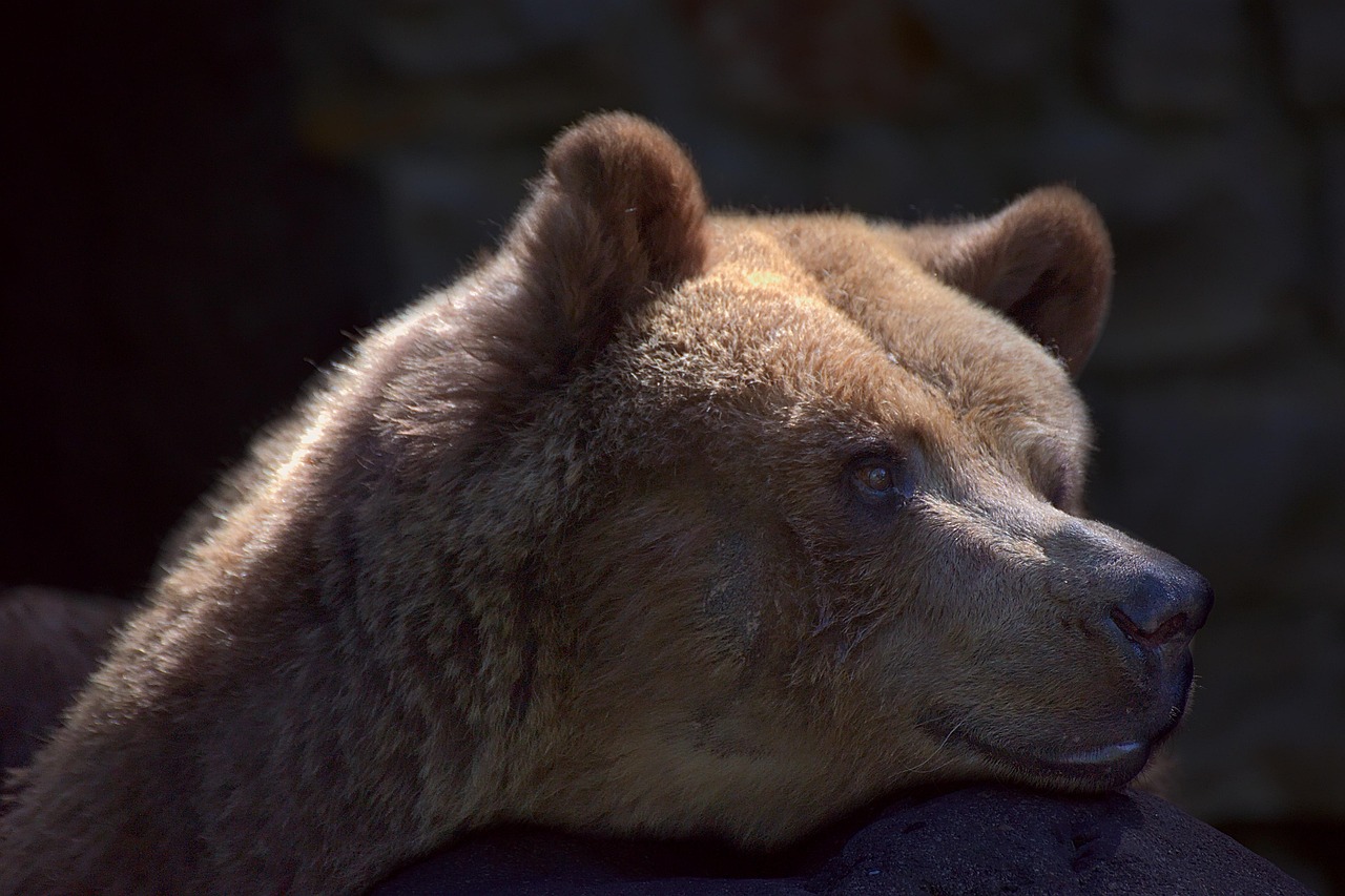 Ours Brun La Nature - Photo gratuite sur Pixabay - Pixabay
