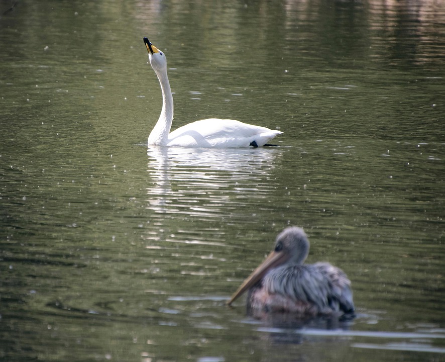 Swan Wading Pelican - Free photo on Pixabay