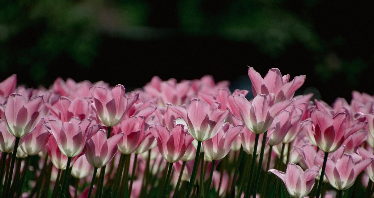 Tulips Flowers Garden - Free photo on Pixabay