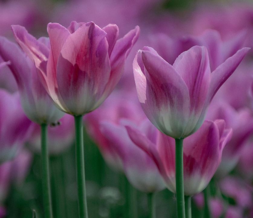 Tulipaner Blomster Planter - Gratis foto på Pixabay
