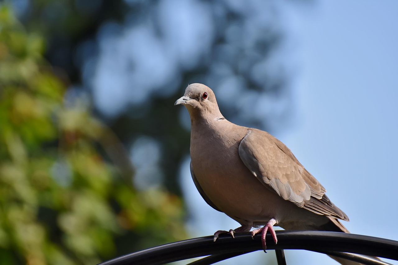 100+ Free Collared Dove & Dove Images - Pixabay