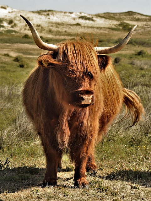 7,000+ Free Cattle & Cow Images - Pixabay