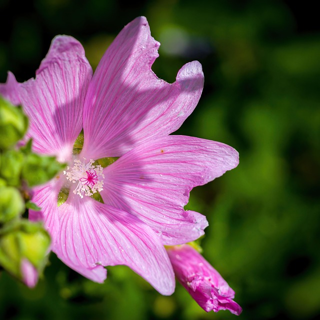 Dwarf Checkerbloom Sidalcea - Free photo on Pixabay