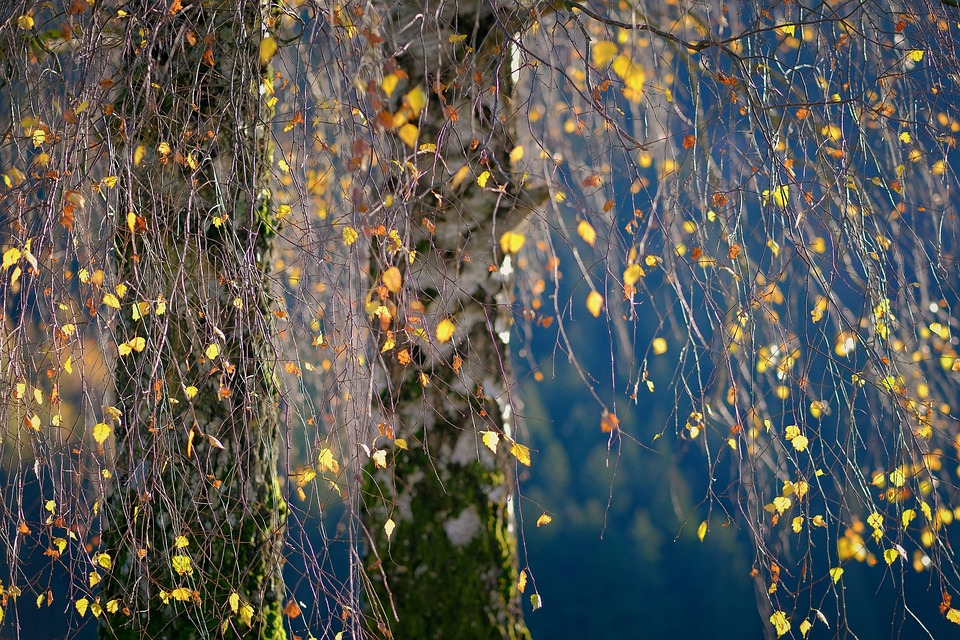 Nature Tree Birch - Free photo on Pixabay