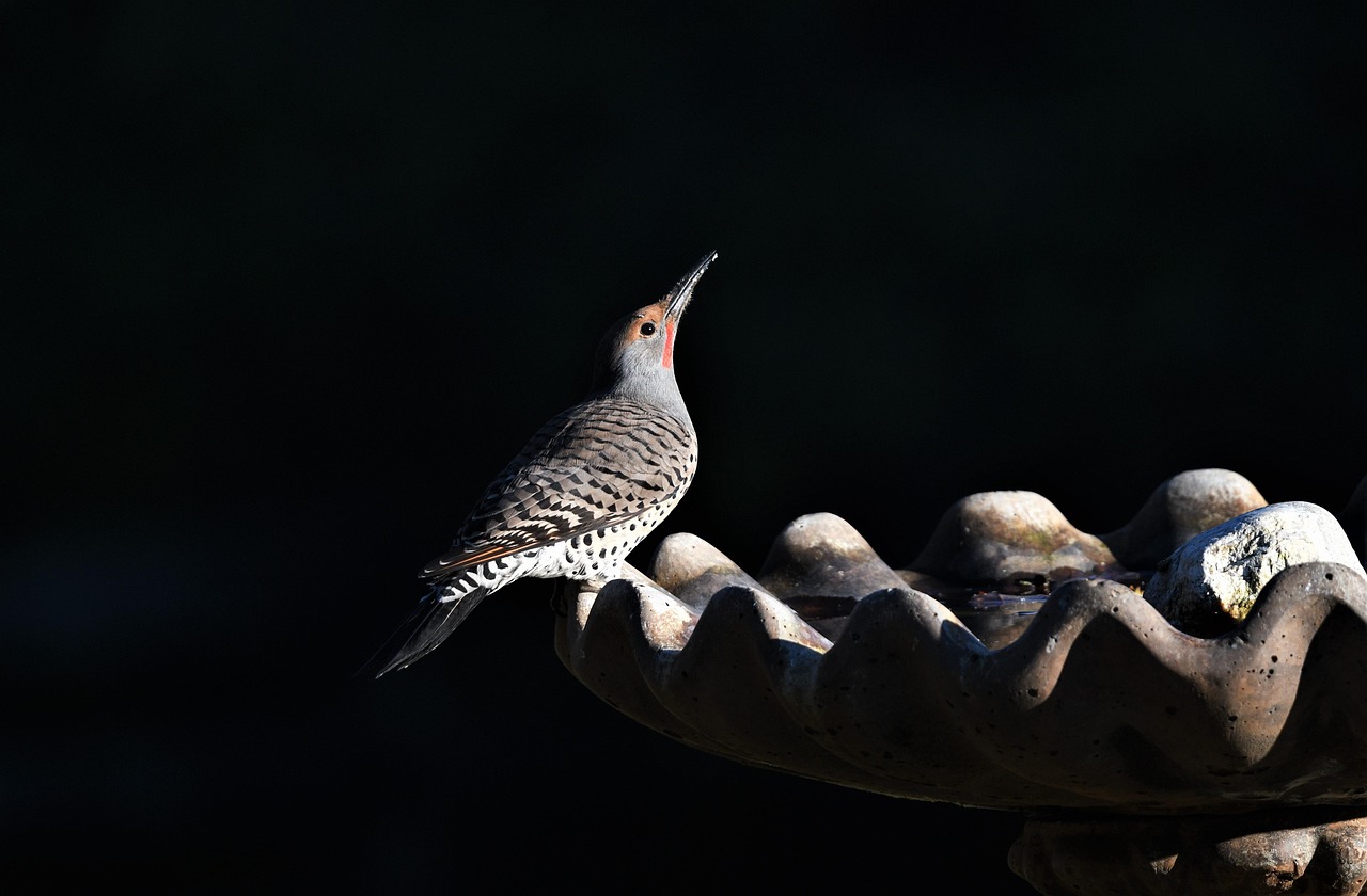 Vaciller Photographie D'Oiseaux - Photo gratuite sur Pixabay