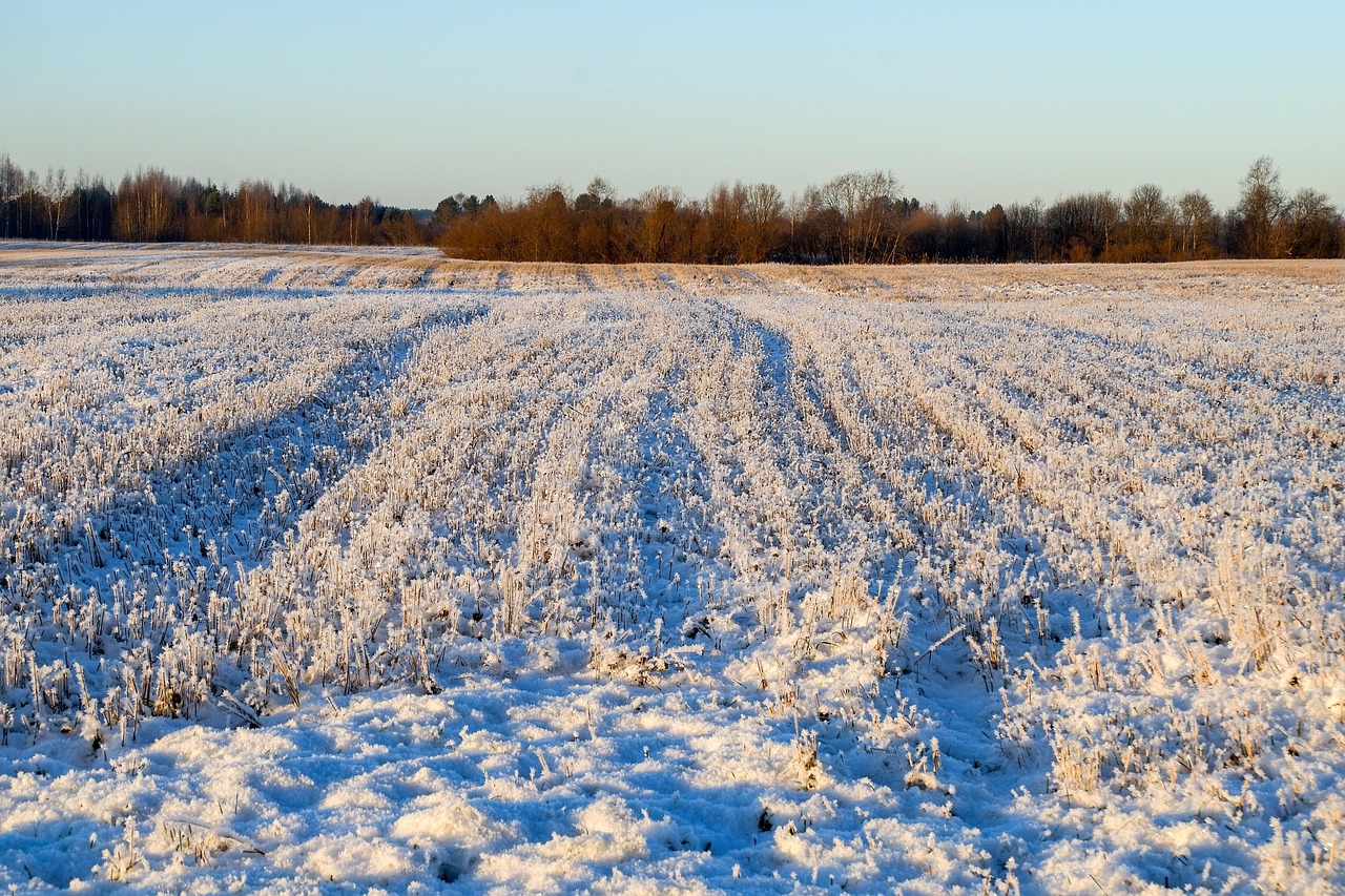 Field Stubble Forest - Free photo on Pixabay - Pixabay