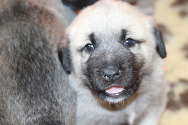 Kangal Cachorro Perro - Foto gratis en Pixabay - Pixabay