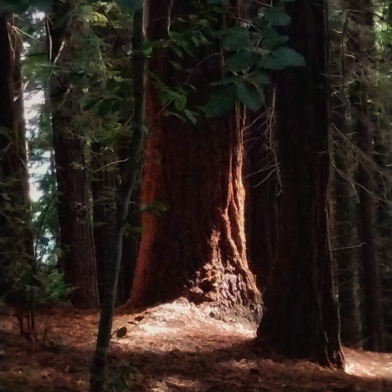 Forest Boom Licht - Gratis foto op Pixabay - Pixabay
