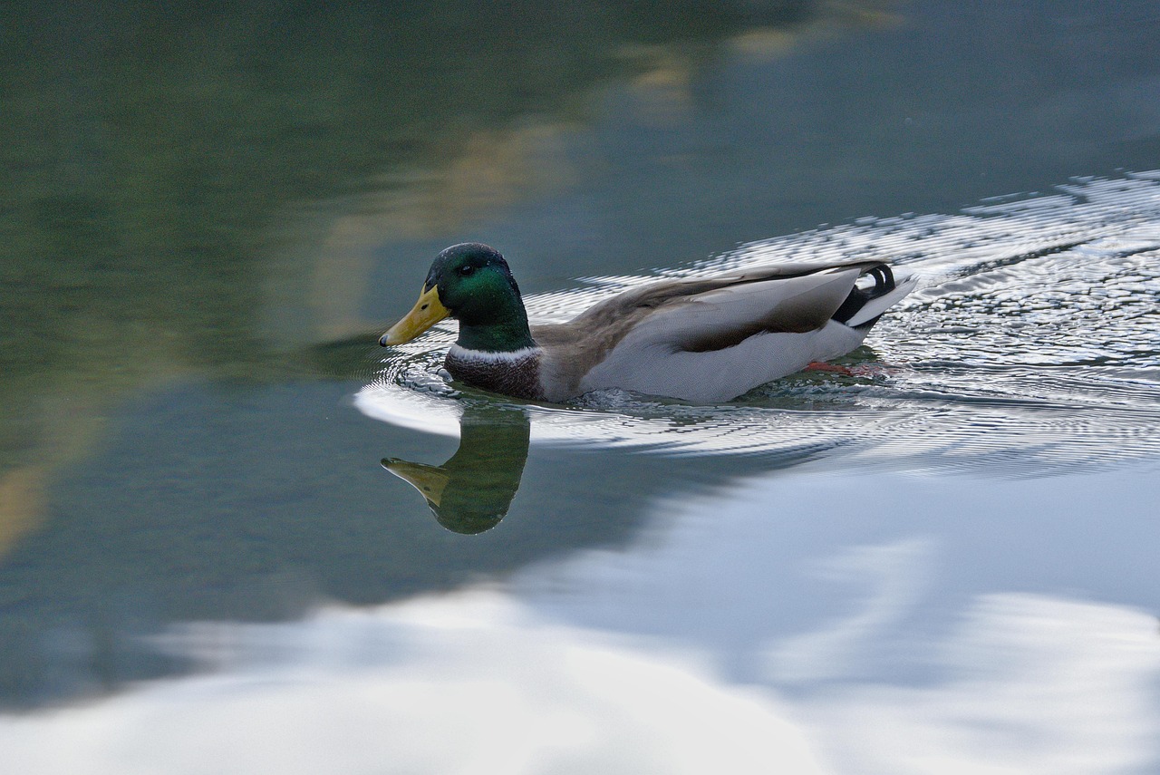 Pato Nadando En El Agua Acercamiento De Pato Nadando En El Agua Del