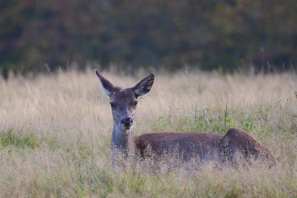 Deer Red Meadow Edge Of The - Free photo on Pixabay