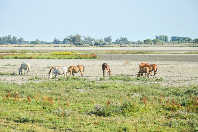 Horses Equine Animals - Free photo on Pixabay