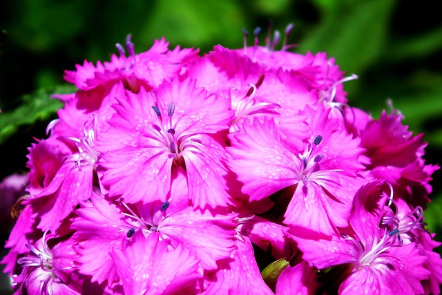 Clous De Girofle Botanique Fleurs - Photo gratuite sur Pixabay - Pixabay
